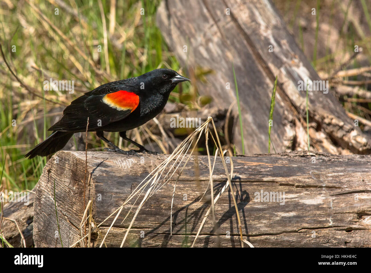 Red-winged blackbird - male Stock Photo - Alamy