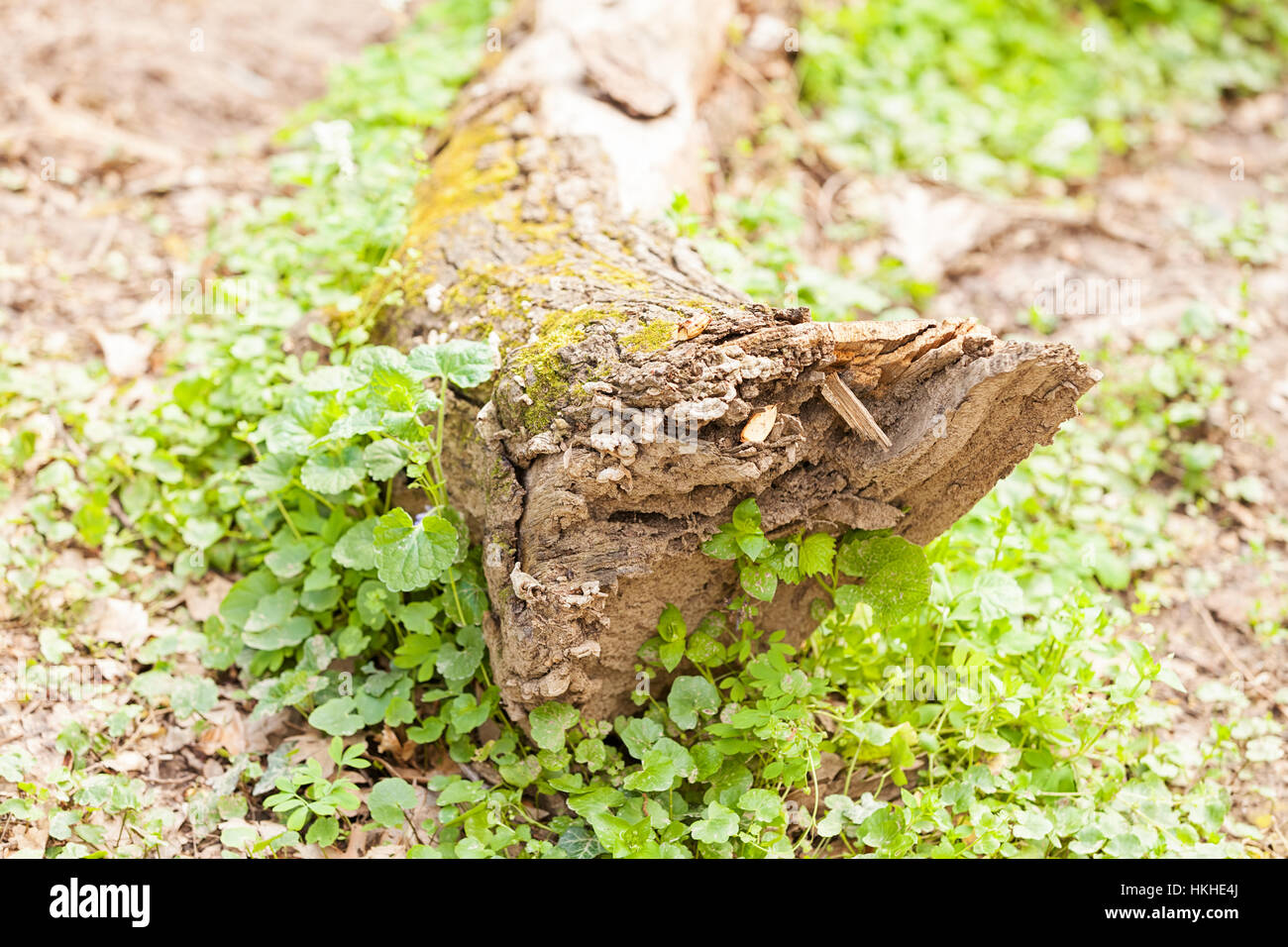 broken branch of tree with plants and moss in nature, note shallow ...