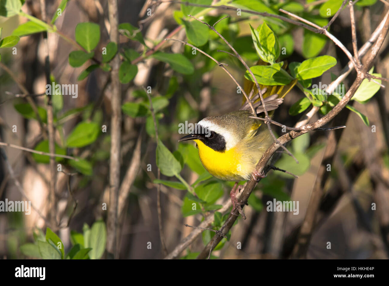Common yellowthroat - male Stock Photo - Alamy