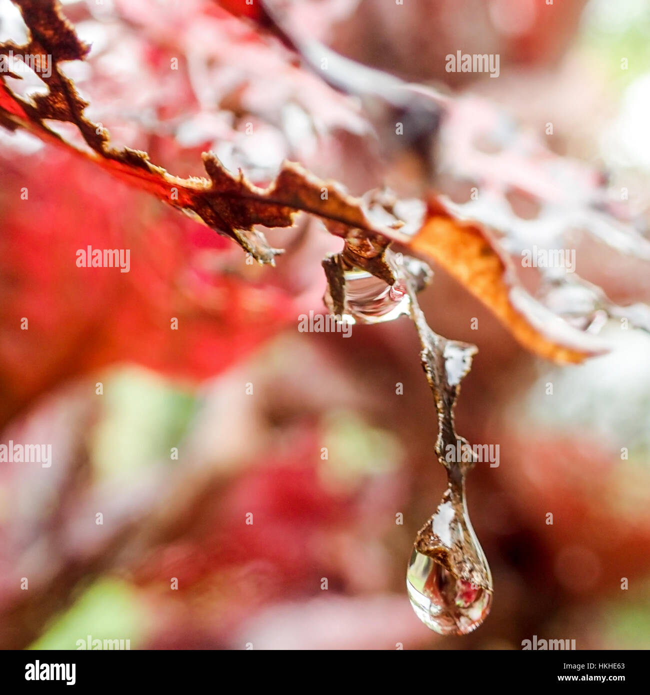 Rain dripping off leaf hi-res stock photography and images - Alamy