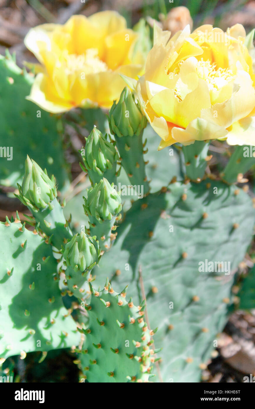 Pale yellow prickly pear cactus flowers in bloom Stock Photo - Alamy
