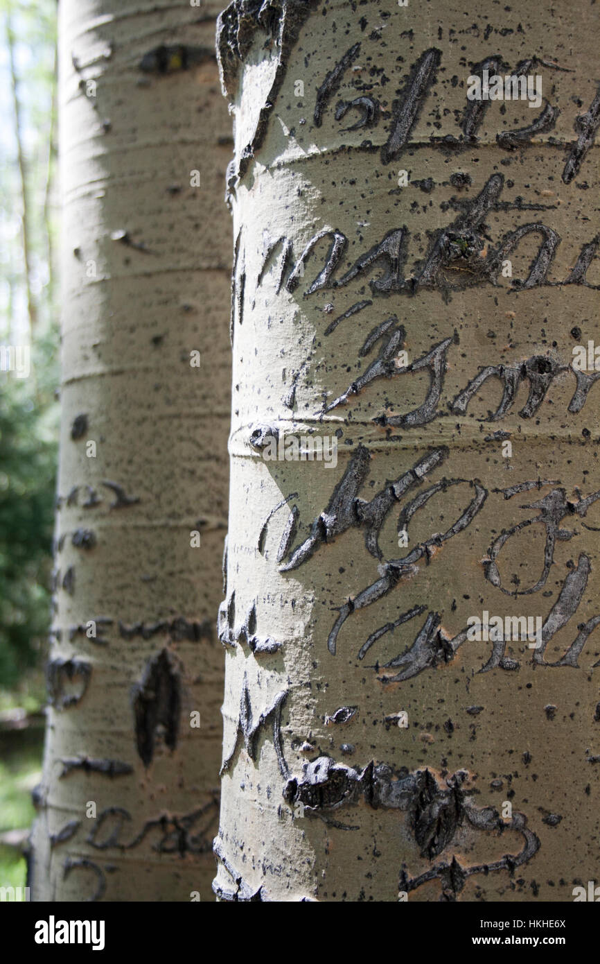Throughout the years people have carved scriptive words in these aspen ...