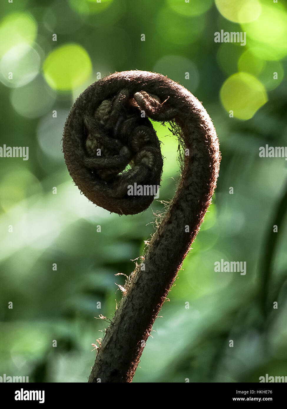 Hapuu fern hi-res stock photography and images - Alamy
