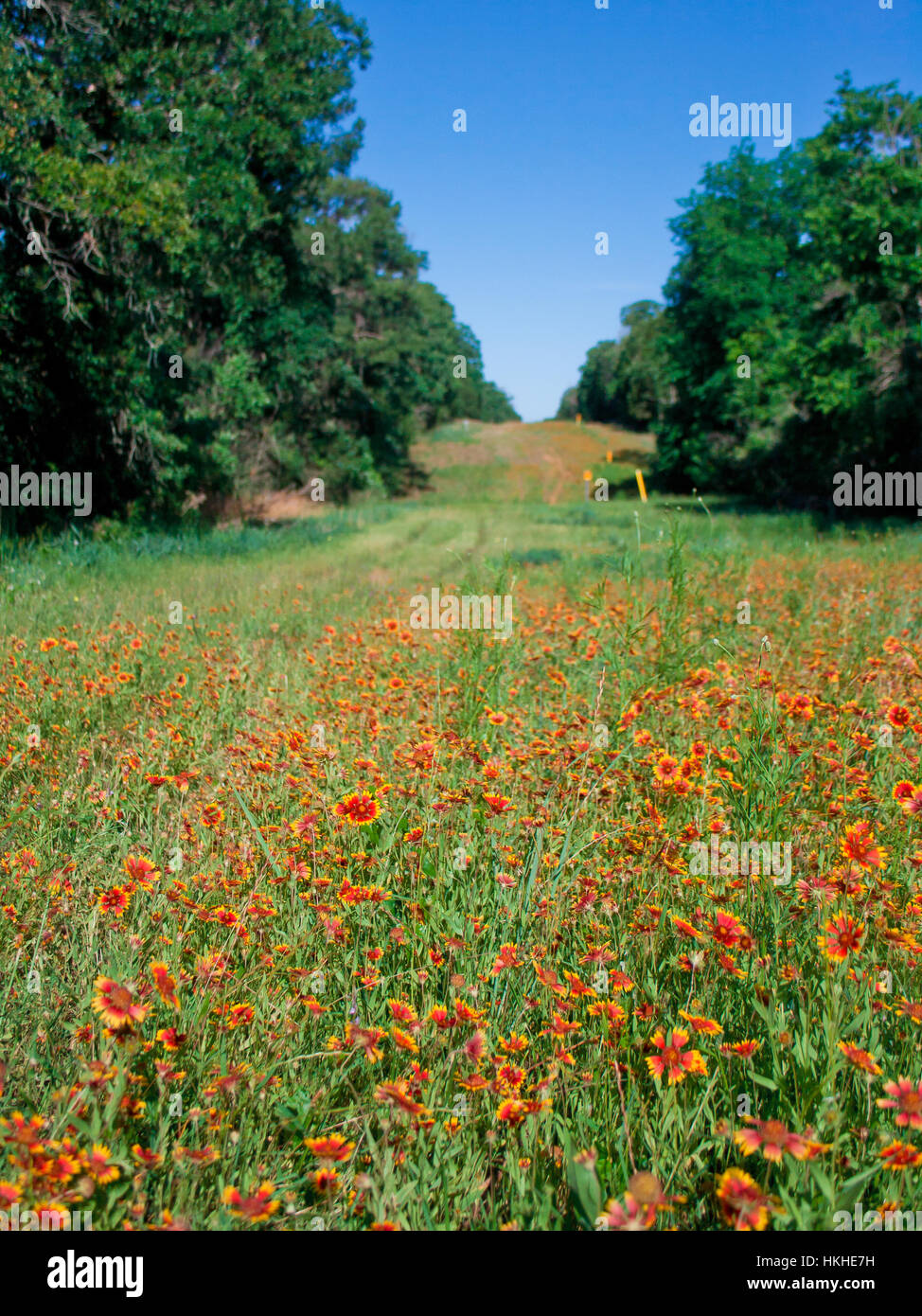 A long field in the middle of trees blanketed with Texas wildflowers ...
