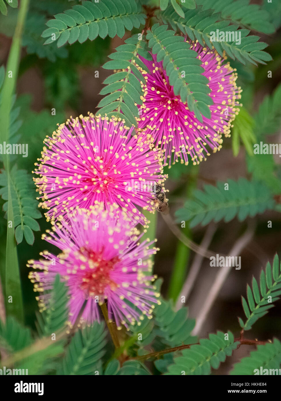 Three bright pink puffs of flowers on a mimosa tree Stock Photo - Alamy