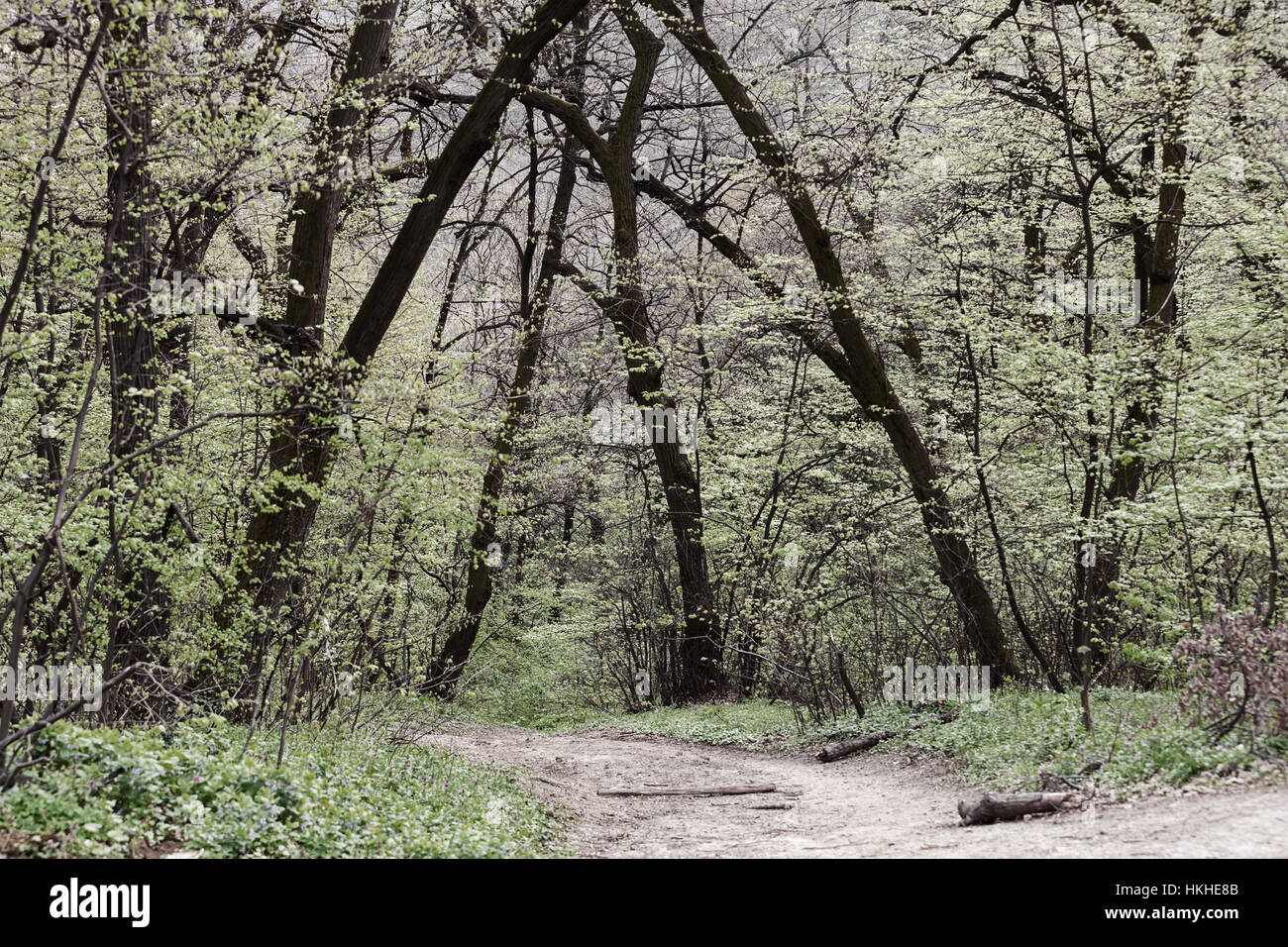 path through the green forest in the spring, note shallow depth of ...