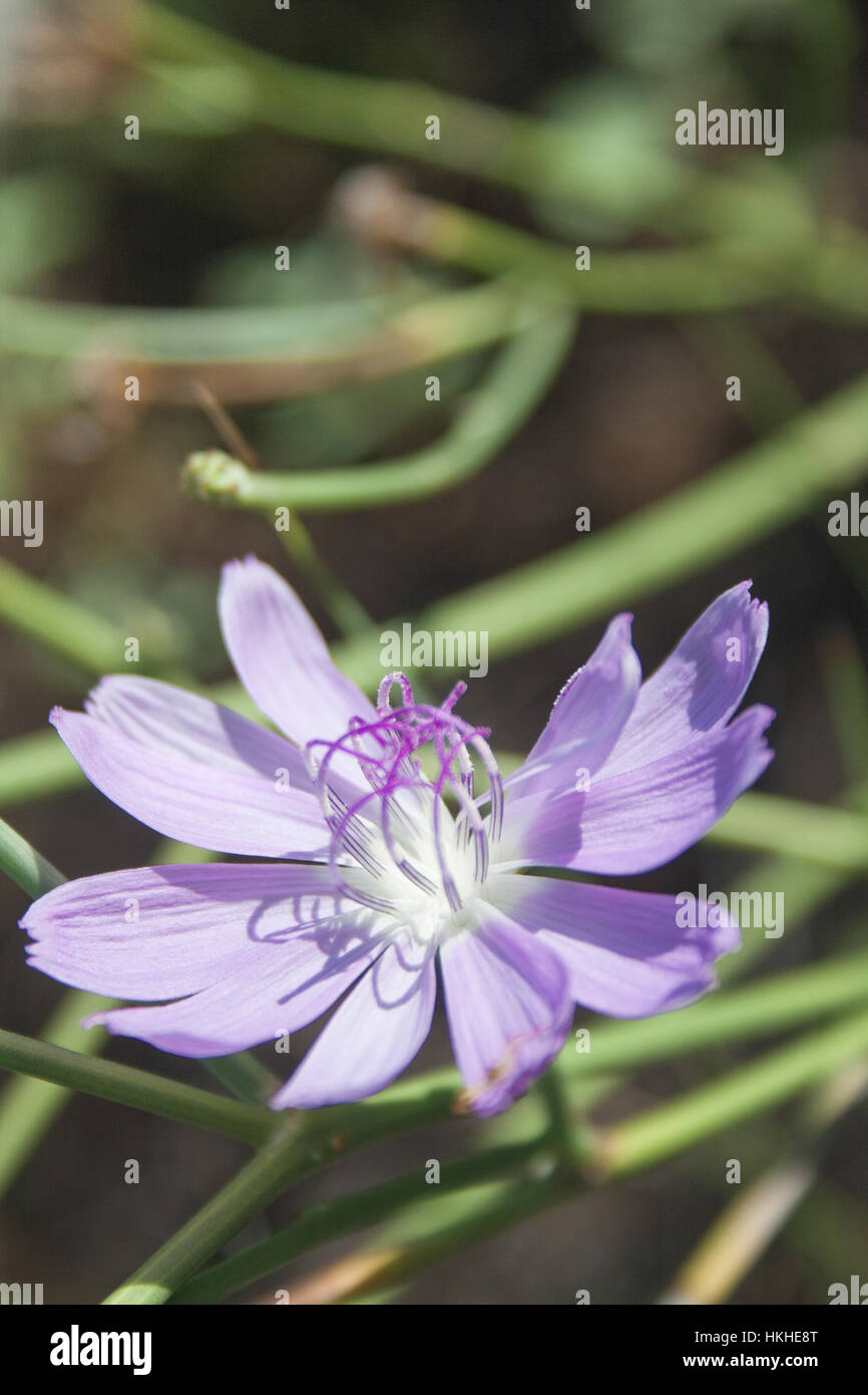 A lone purple Texas skeleton plant flower growing in the wild Stock ...