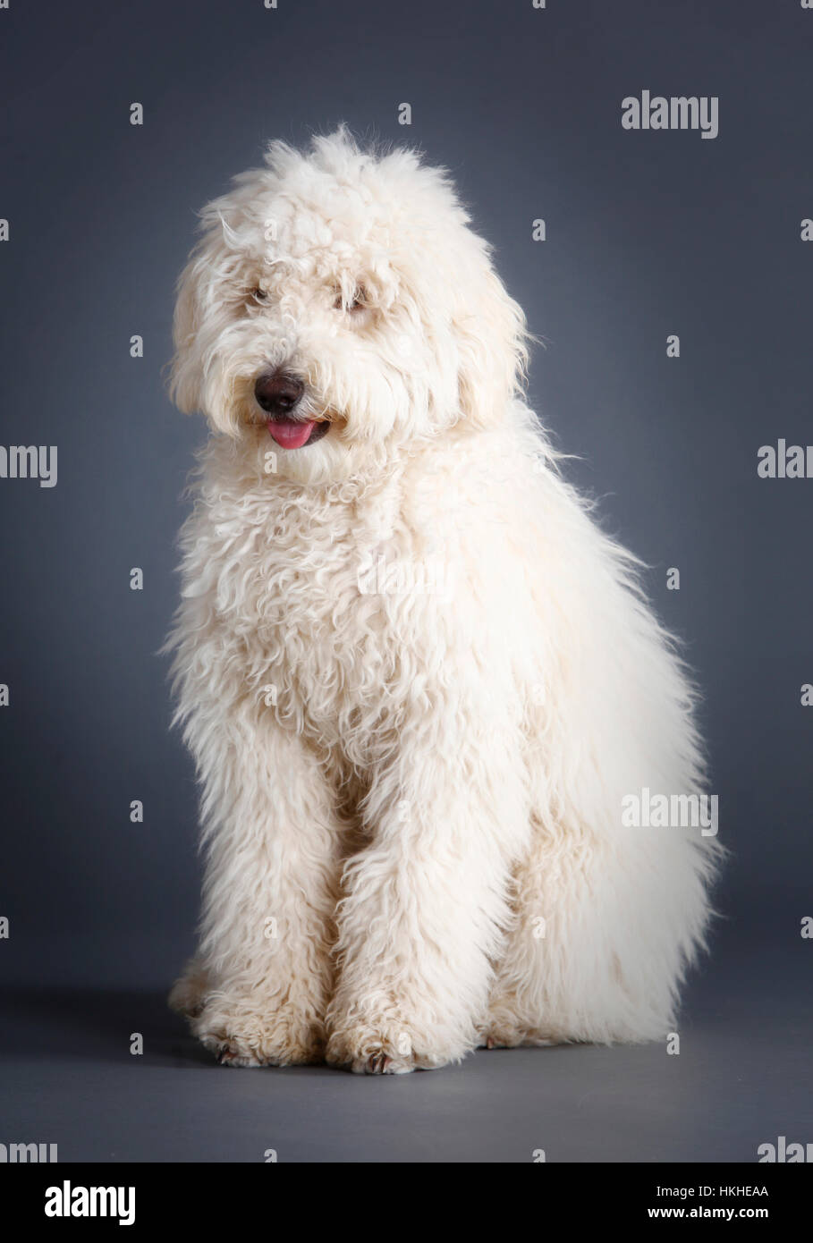 White mixed poodle dog portrait in studio Stock Photo - Alamy