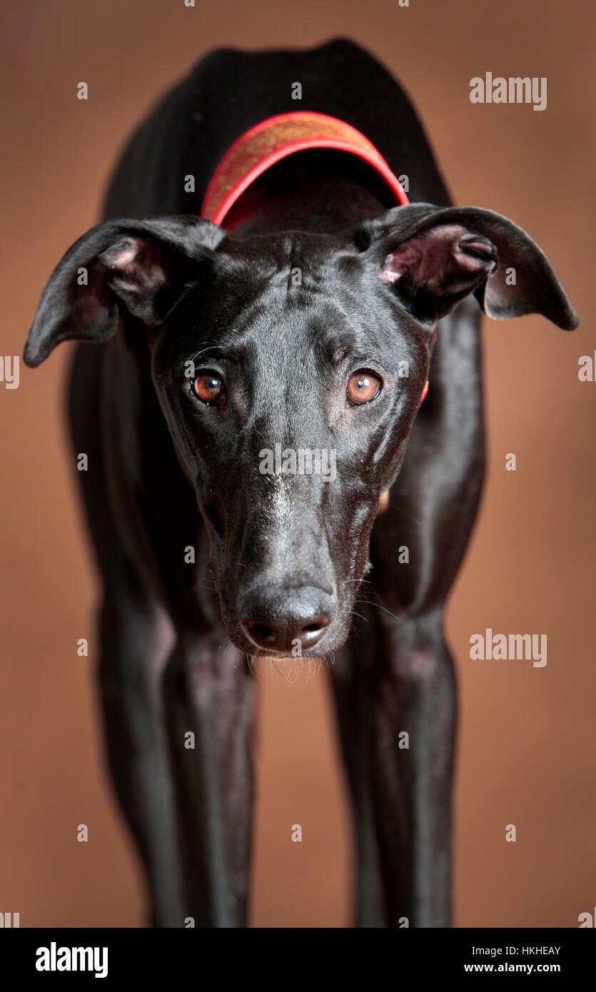 Spanish greyhound dog hi-res stock photography and images - Alamy