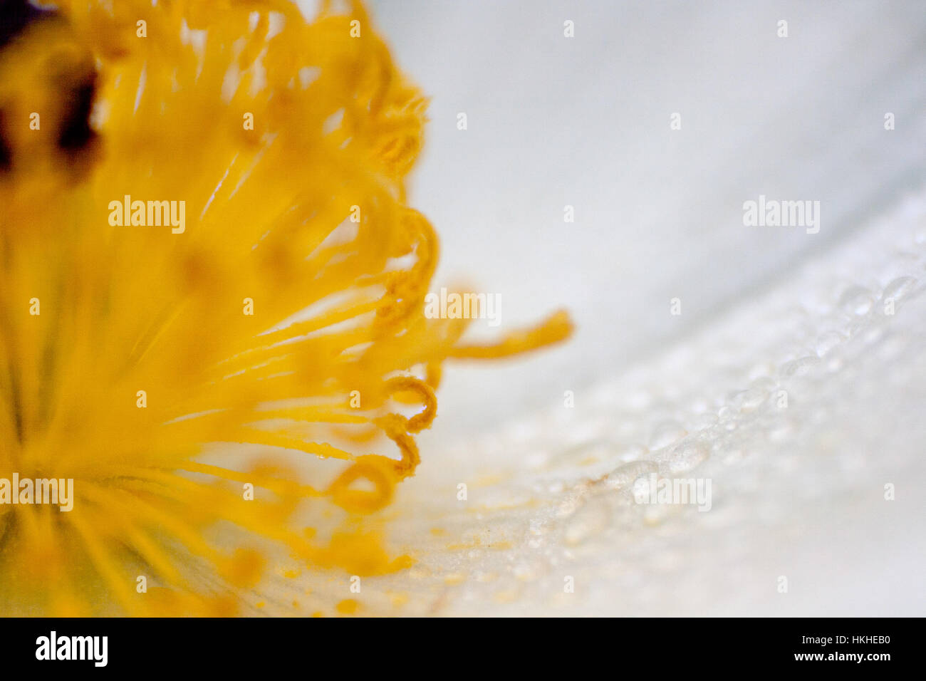 Yellow pollen caught in water droplets in macro photo of a white ...