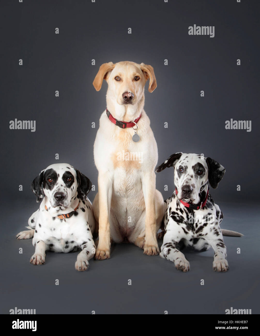 Are Dalmations Like Labrador Retreivers