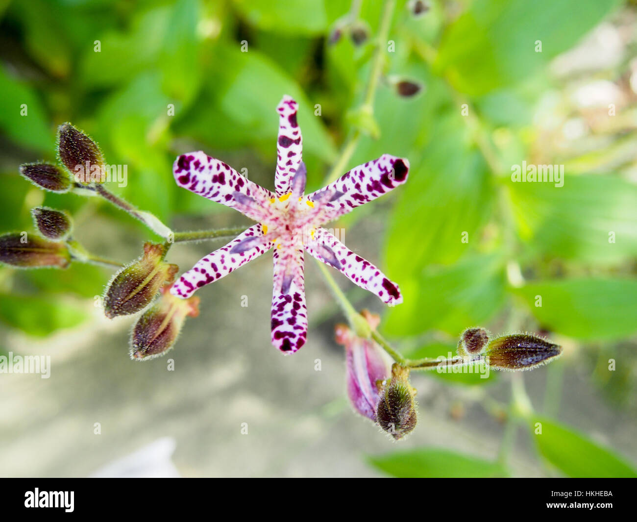 A purple spotted Japanese toad lily flower Stock Photo - Alamy