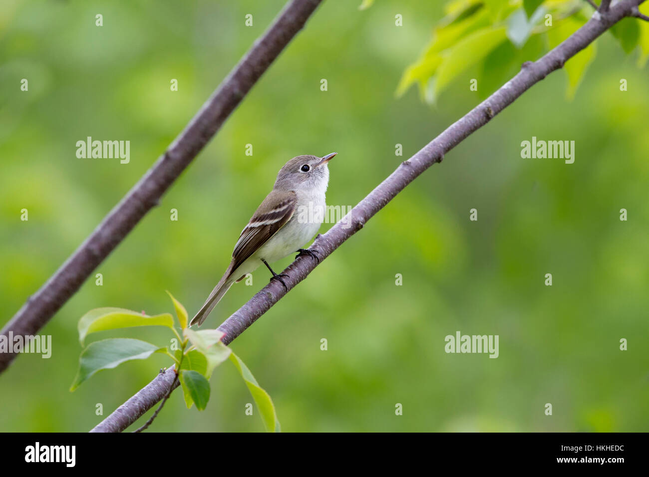 Us flycatcher hi-res stock photography and images - Alamy
