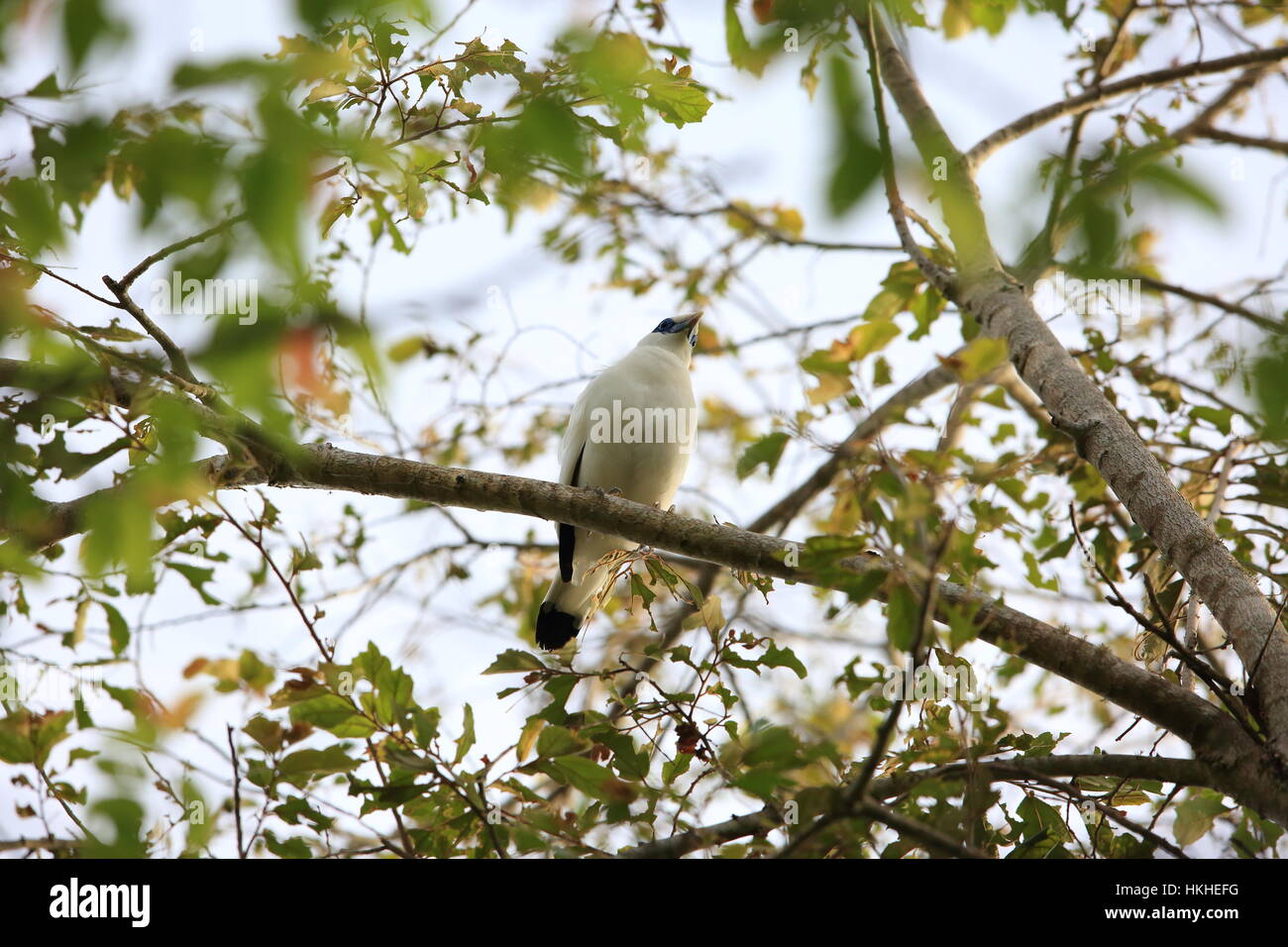 Bali myna (Leucopsar rothschildi) in bali island, Indonesia Stock Photo ...