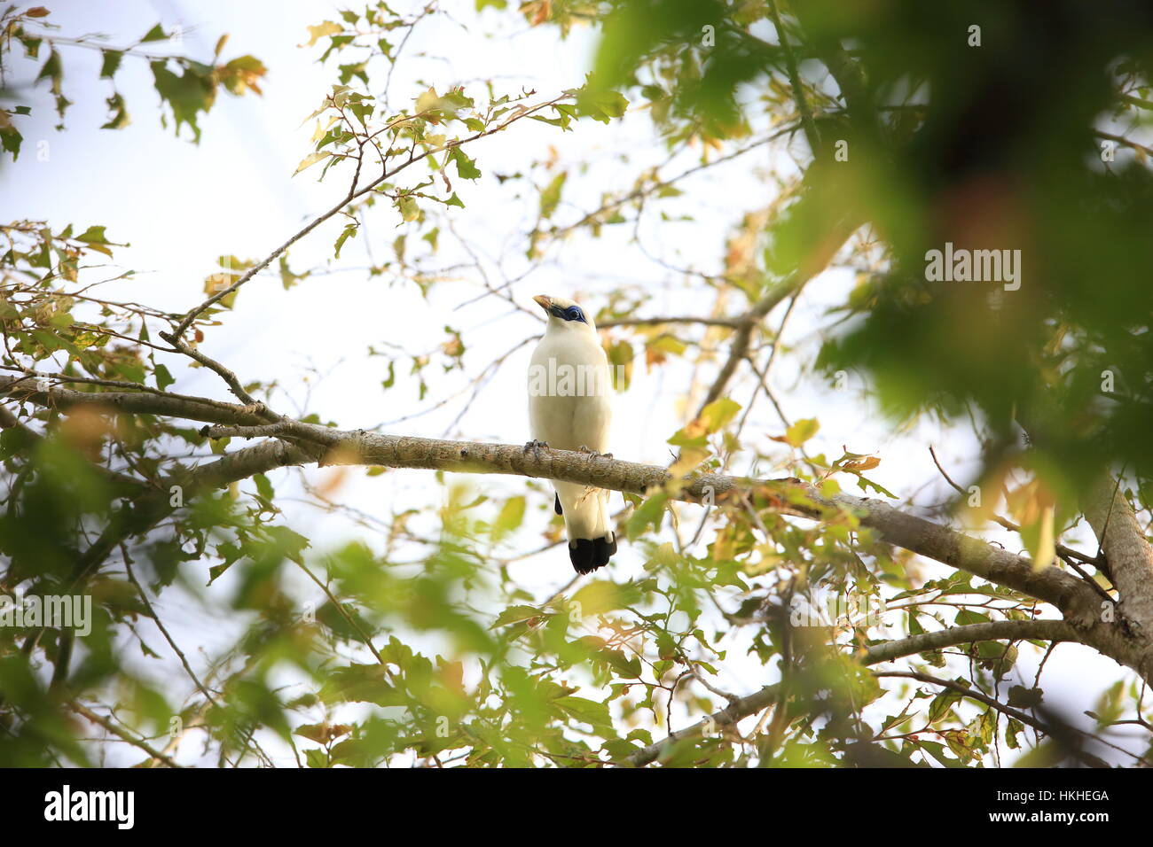 Bali myna (Leucopsar rothschildi) in bali island, Indonesia Stock Photo ...