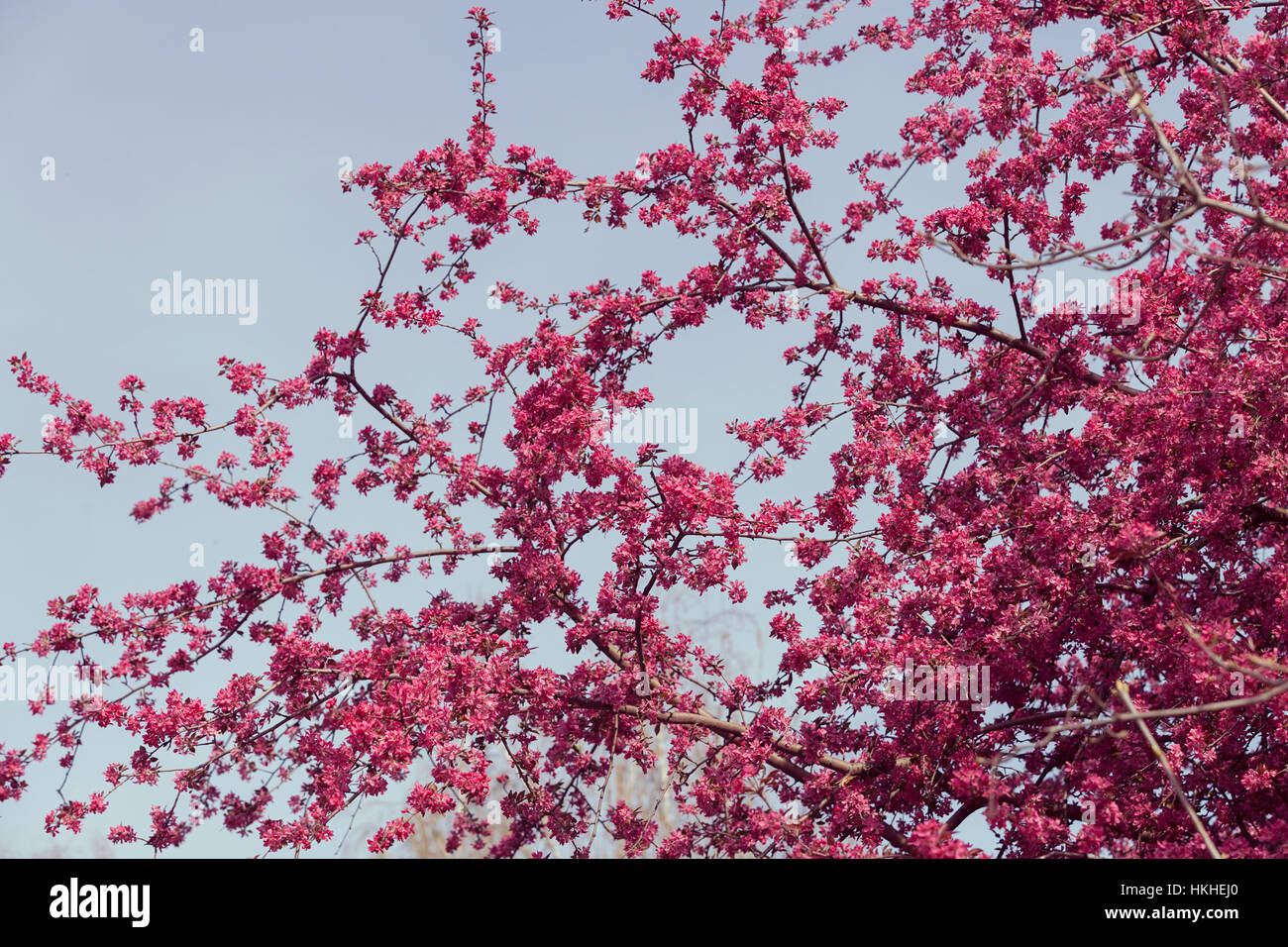 blossomed tree with pink flowers on the light background, note shallow ...