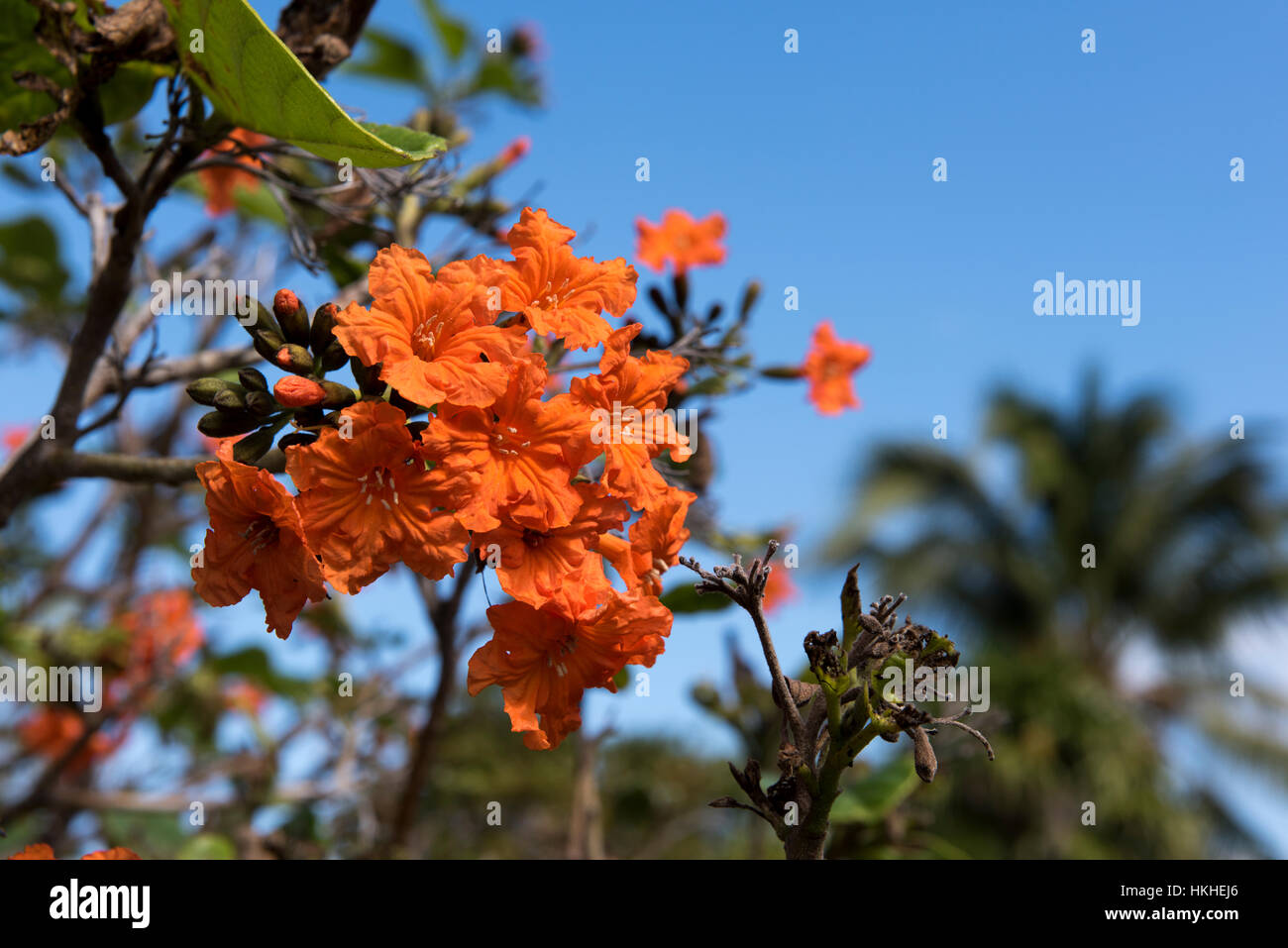 Geiger Tree on an island key in southern Florida Stock Photo - Alamy