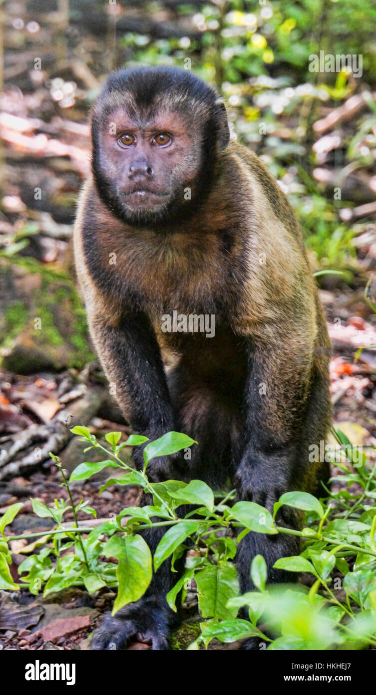 Tufted capuchin monkey hi-res stock photography and images - Alamy