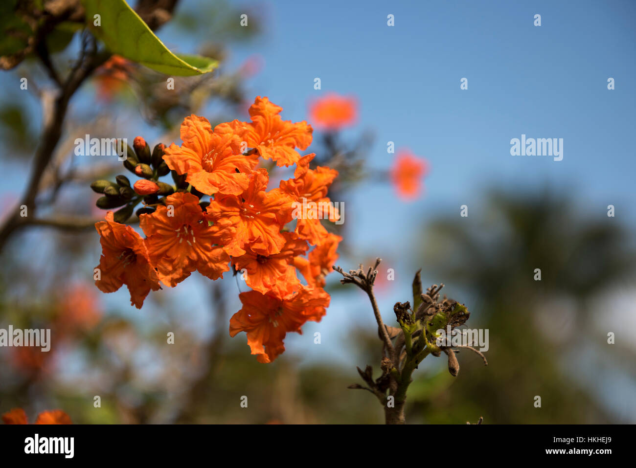 Geiger Tree on an island key in southern Florida Stock Photo - Alamy
