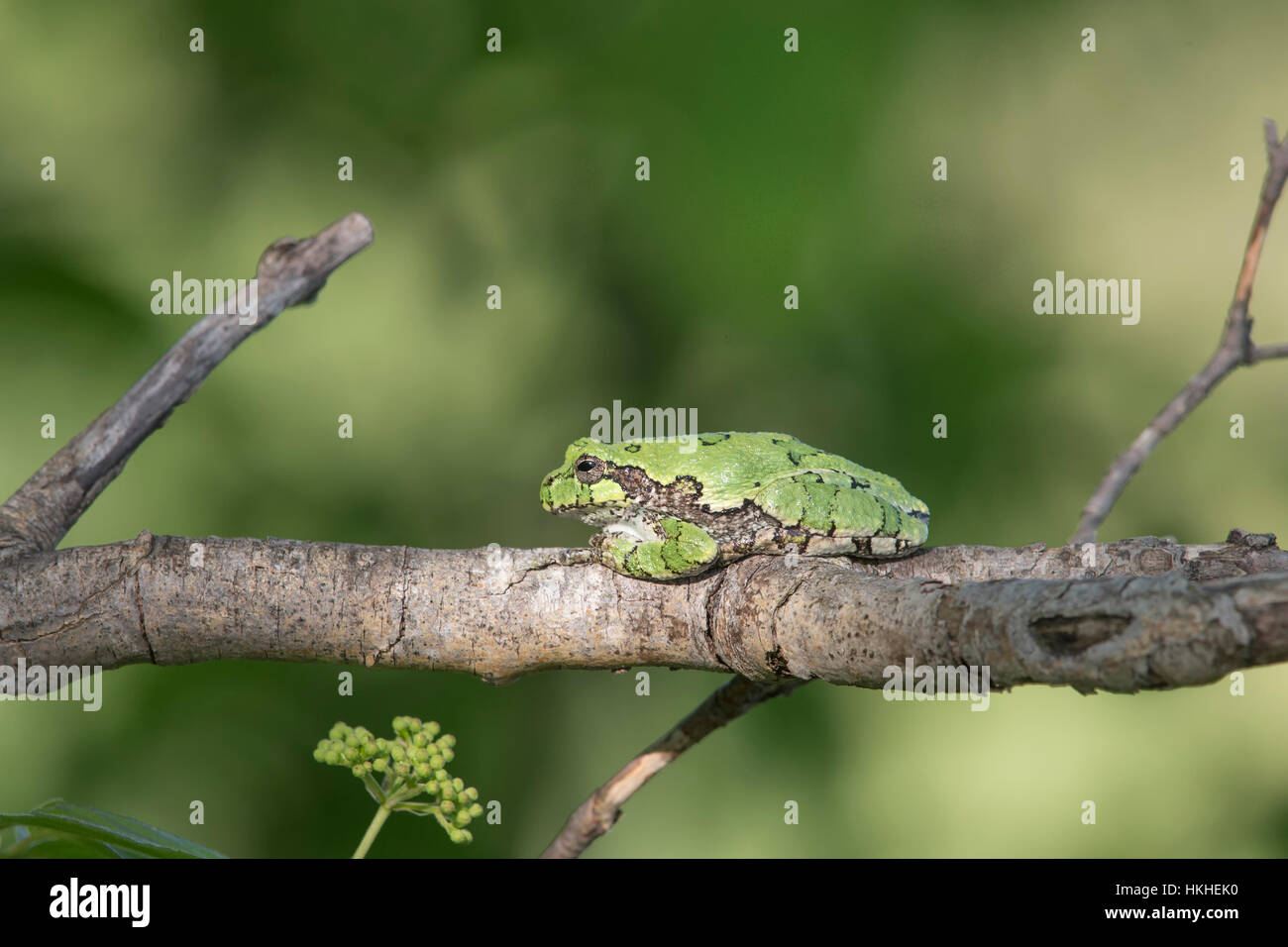 Frog camouflage hi-res stock photography and images - Alamy