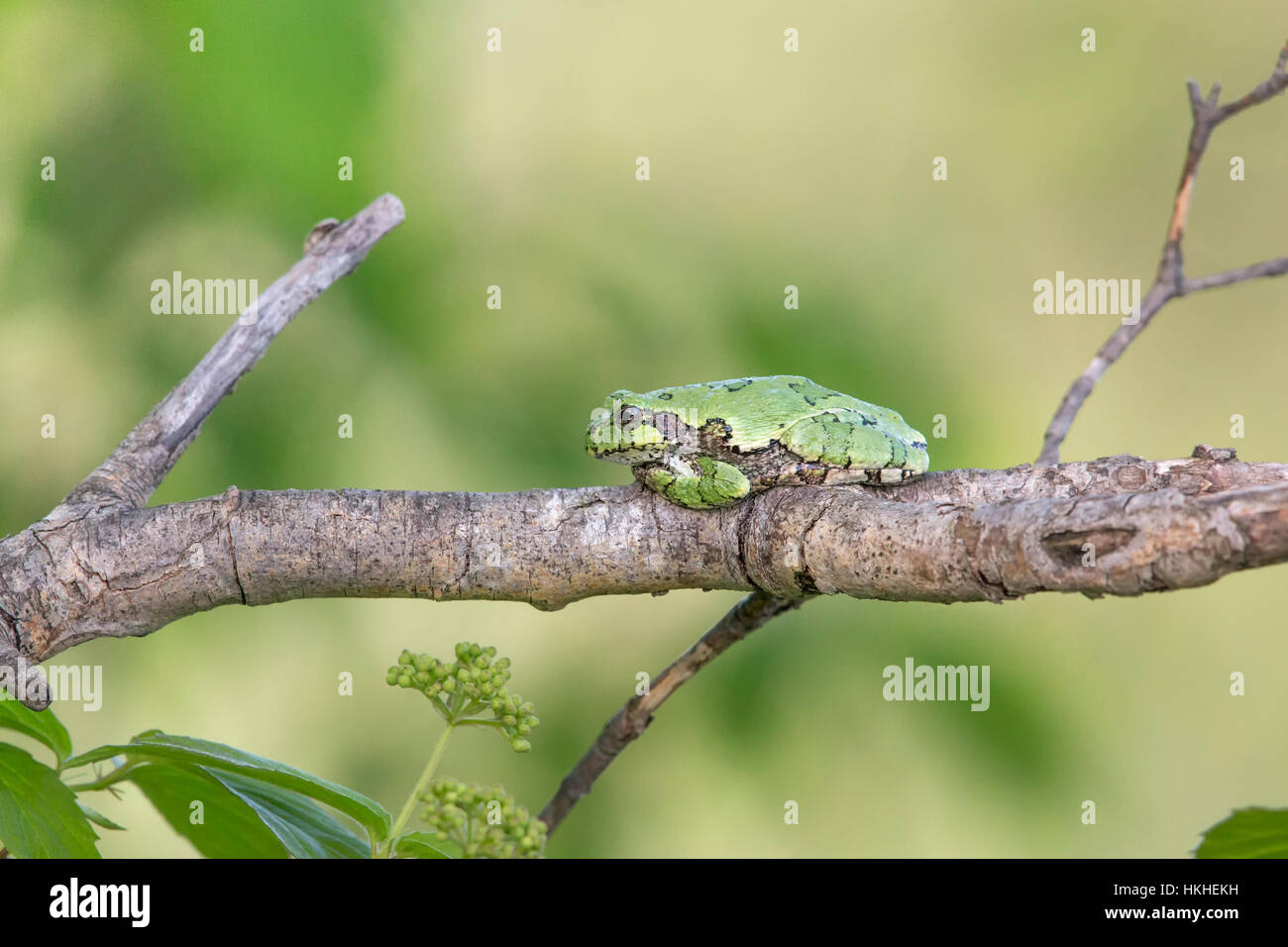 Frog camouflage hi-res stock photography and images - Alamy