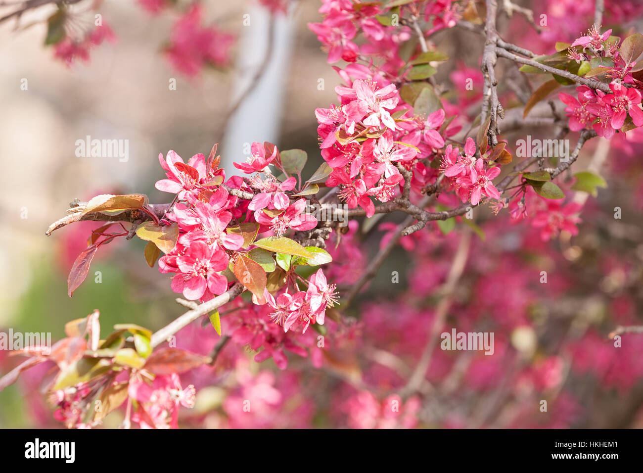 blossomed tree with pink flowers on the light background, note shallow ...