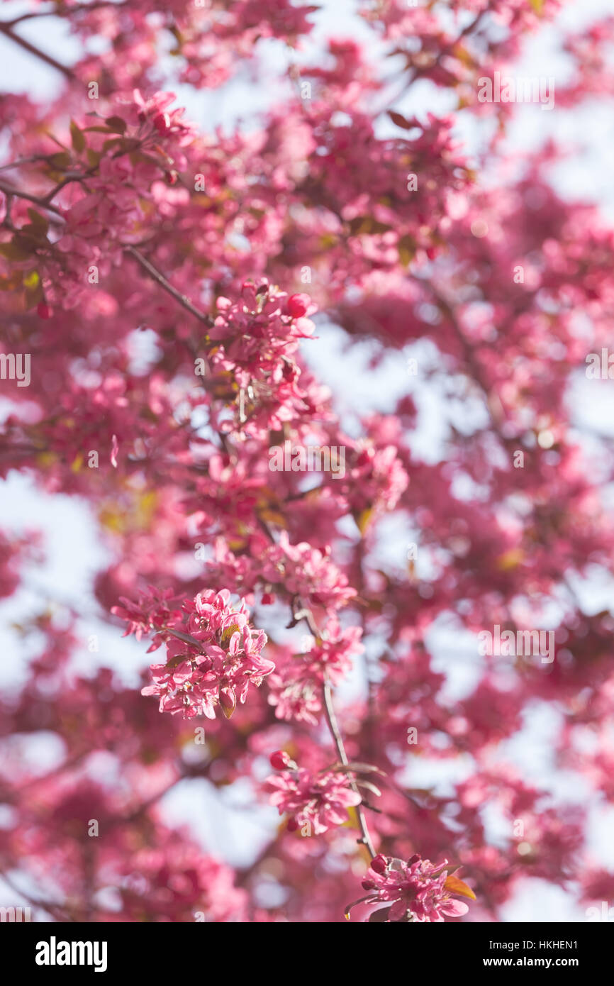 blossomed tree with pink flowers on the light background, note shallow ...
