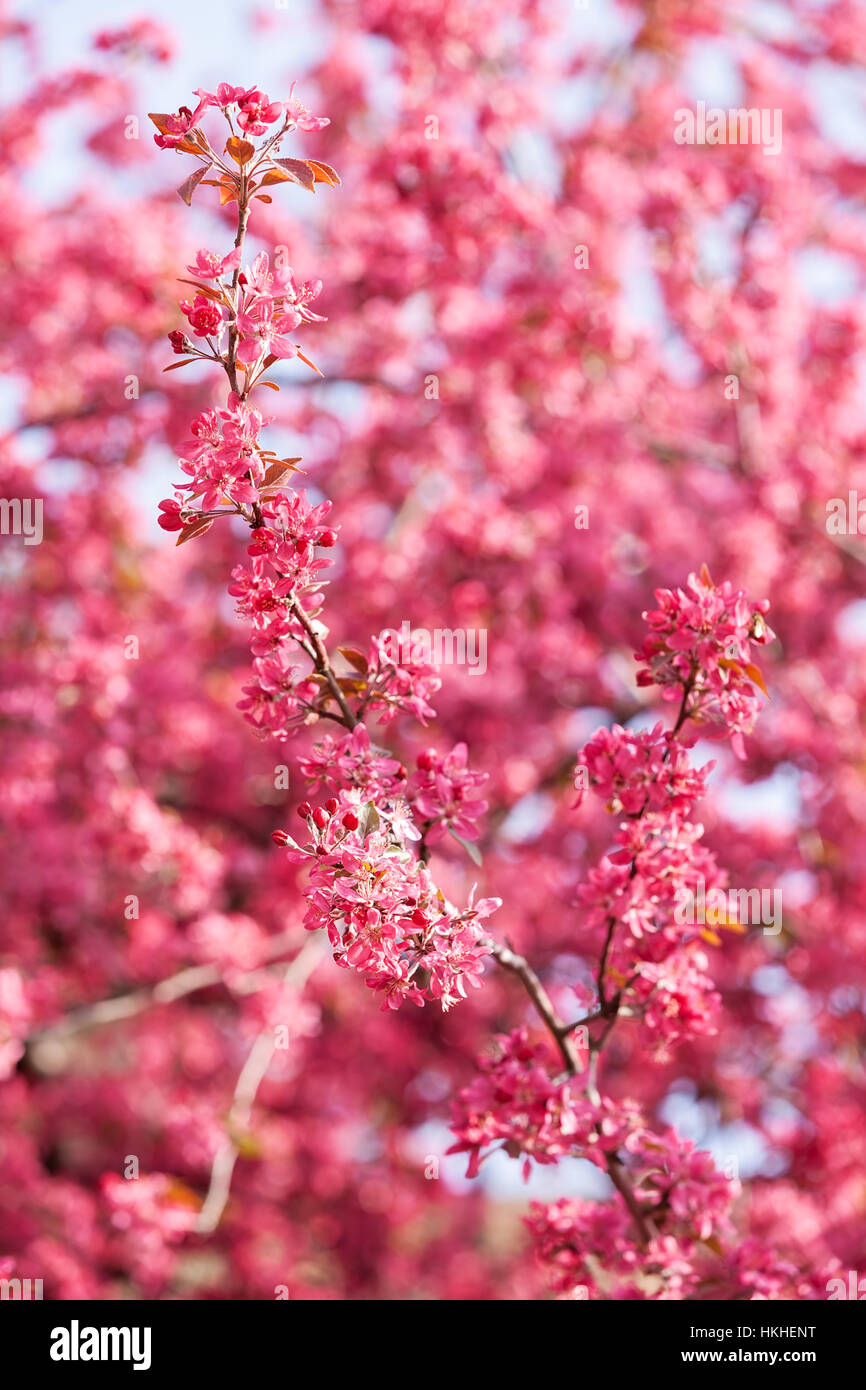 blossomed tree with pink flowers with blur background, note shallow ...