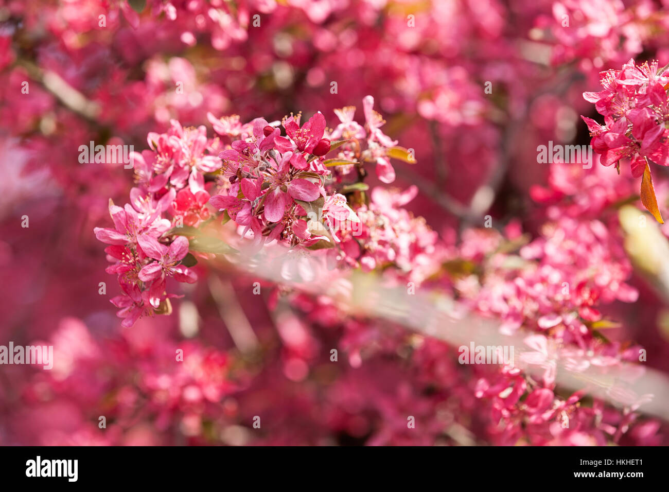blossomed tree with pink flowers with blur background, note shallow ...