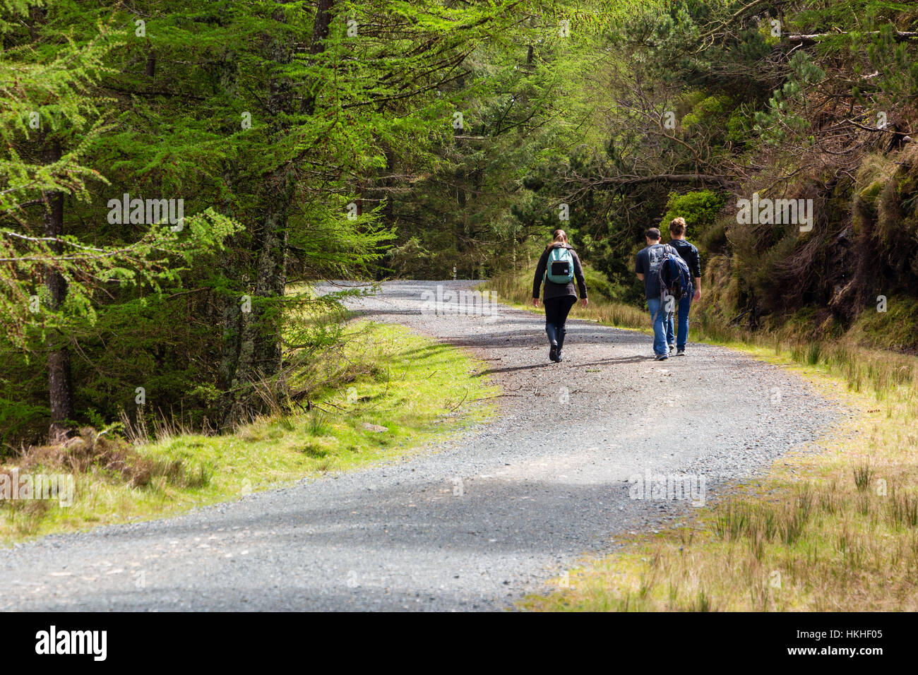 Winding trail in Glendalough, Ireland Stock Photo - Alamy