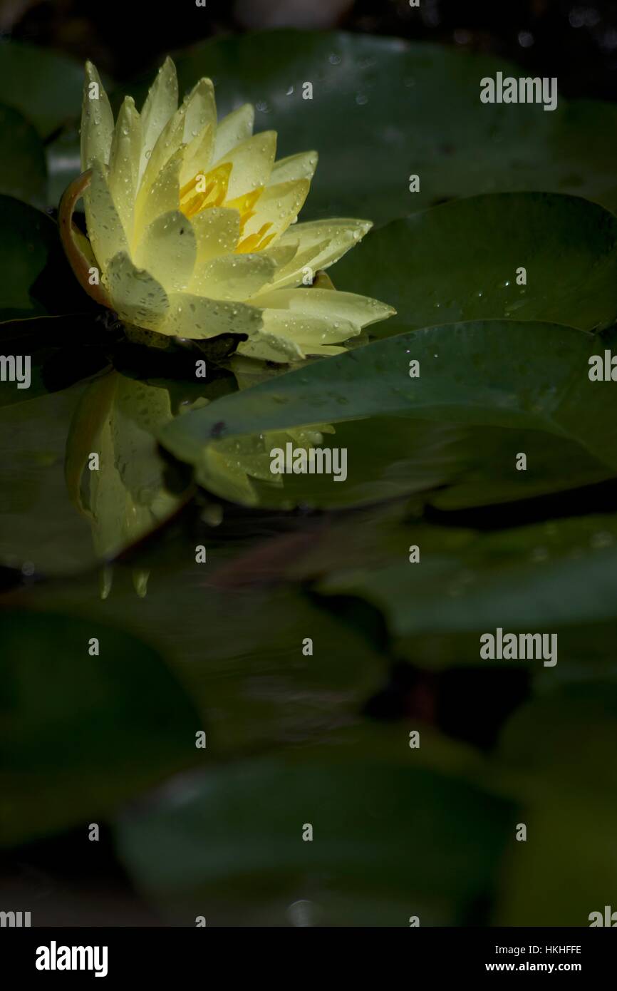 Yellow water lily Stock Photo - Alamy