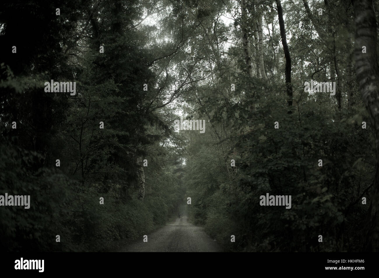 Roadside Trees Stock Photos & Roadside Trees Stock Images - Alamy