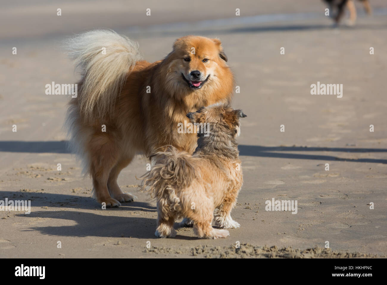 picture of two dogs meeting at the beach Stock Photo - Alamy