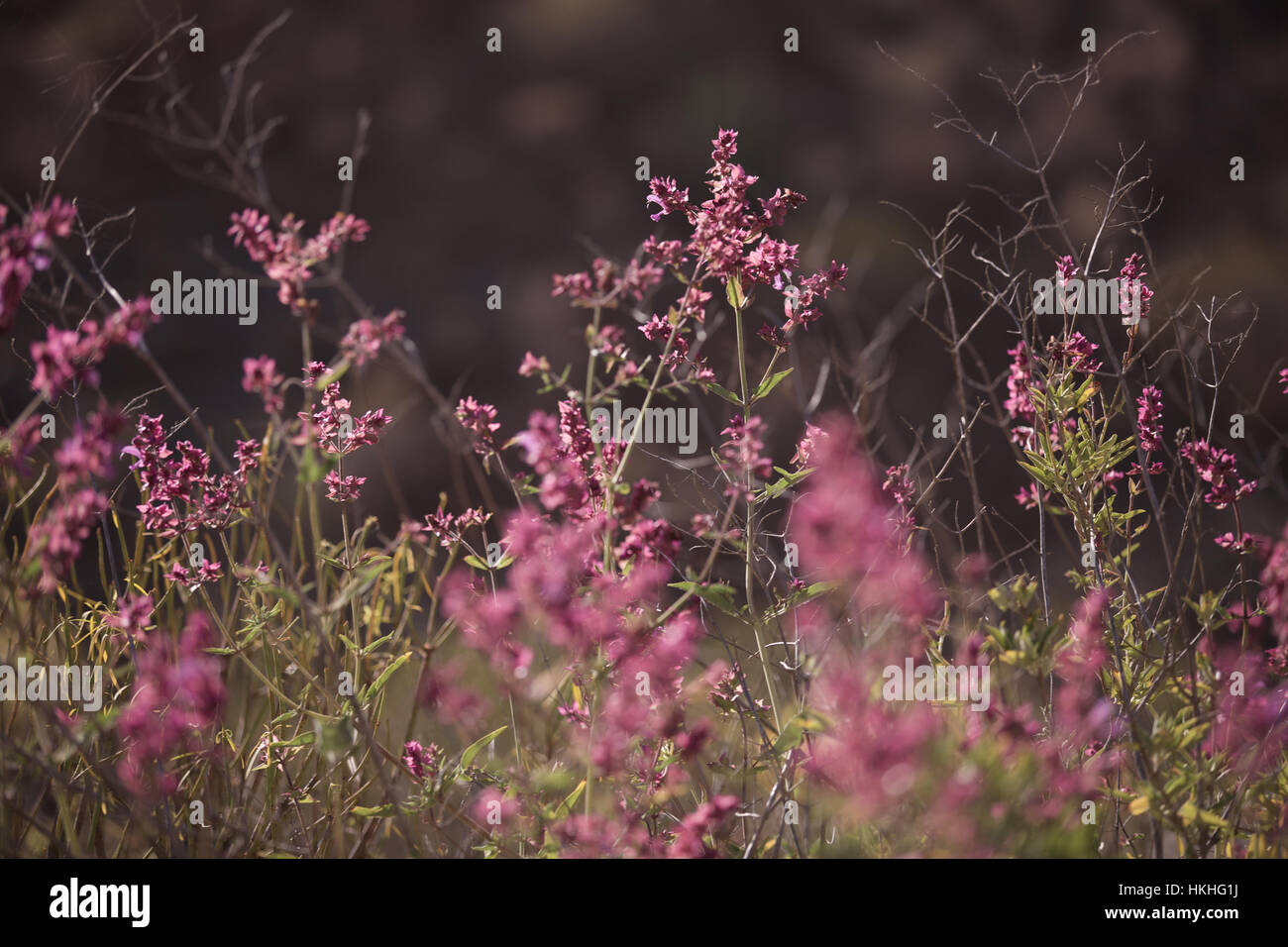 pink flower plant. garden, flora, stem, organic Stock Photo - Alamy
