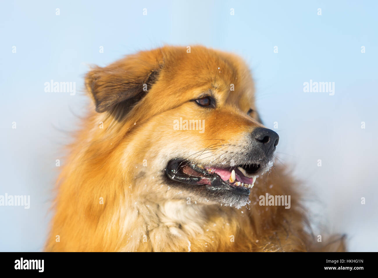 head portrait picture of a cute Elo dog Stock Photo - Alamy