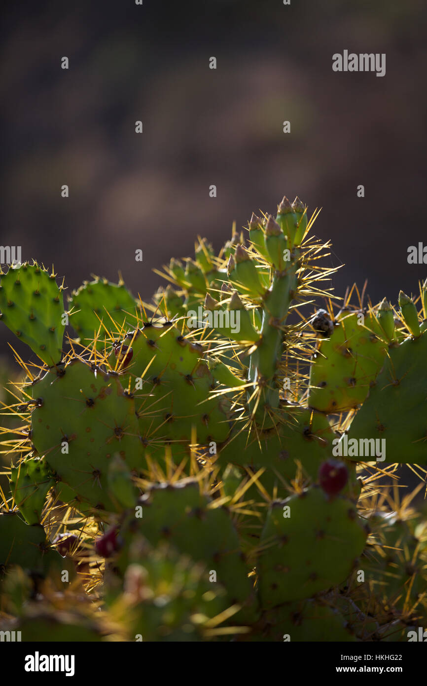 Pointed spikes hi-res stock photography and images - Alamy