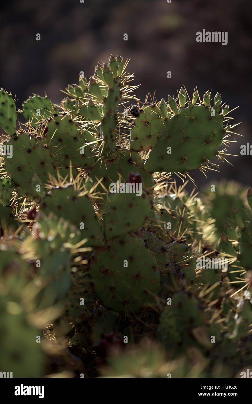 Natural spikes hi-res stock photography and images - Alamy