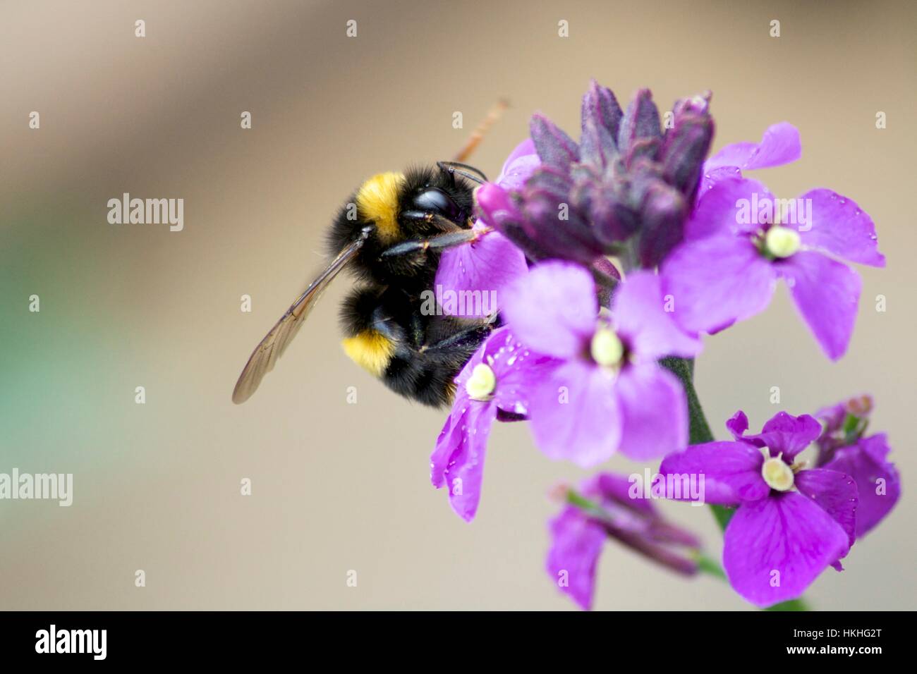 Bee and purple flower hi-res stock photography and images - Alamy