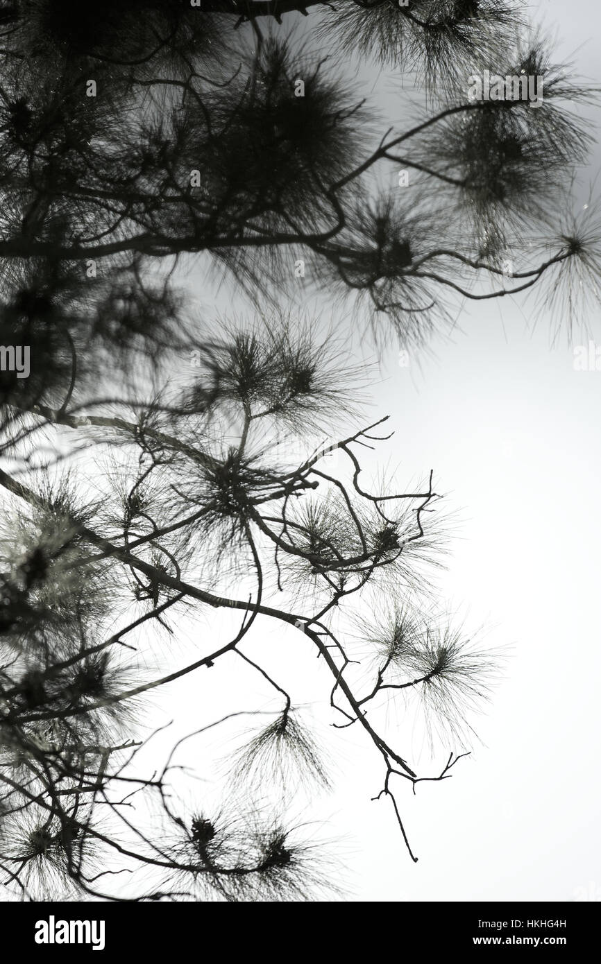 pine tree branches. leaves, nature, growth, pine branch Stock Photo - Alamy