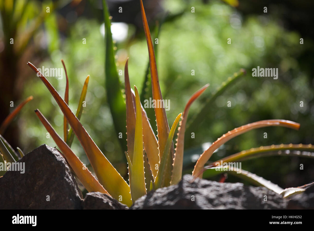 Herbal aloe vera hi-res stock photography and images - Alamy