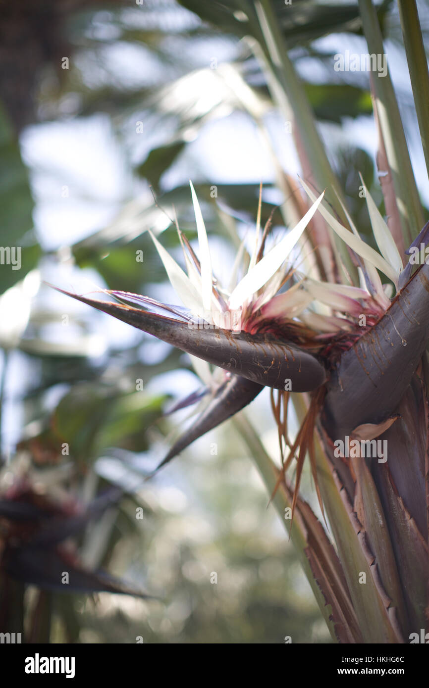 Dried Palm Leaves High Resolution Stock Photography and Images - Alamy Dried Palm Leaves High Resolution Stock Photography and Images - Alamy