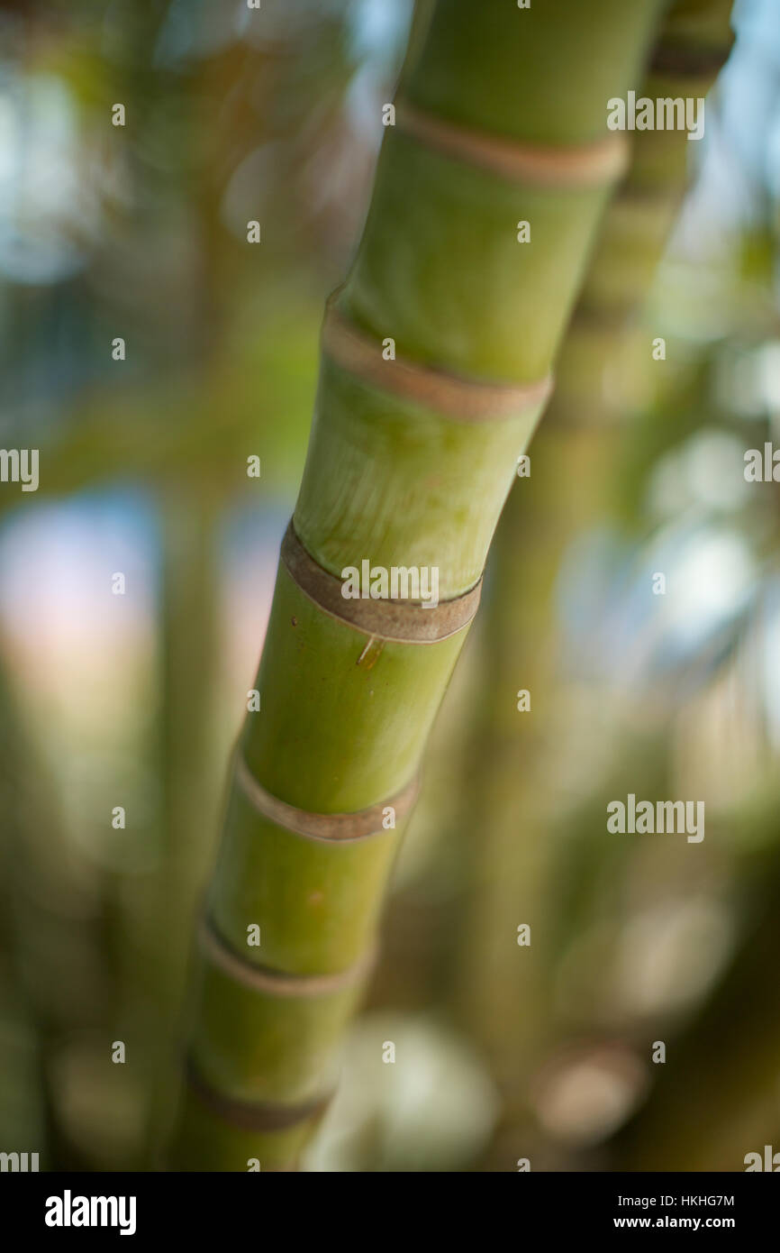 Bamboo tree close up hi-res stock photography and images - Alamy