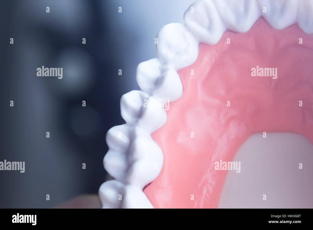 Dental tooth dentistry student learning teaching model showing teeth ...