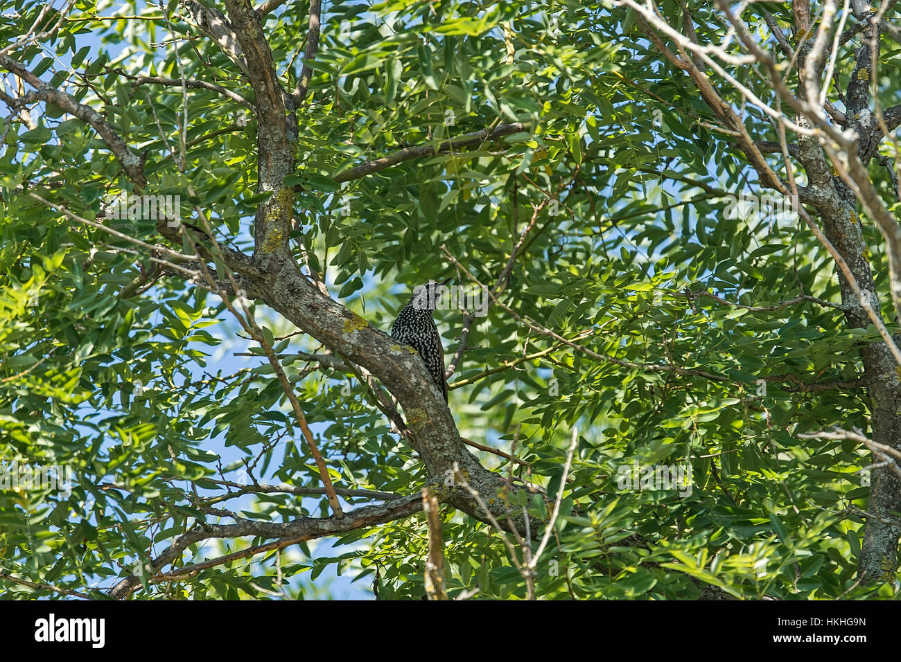 Sparrow on a building roof on a sunny day Stock Photo - Alamy
