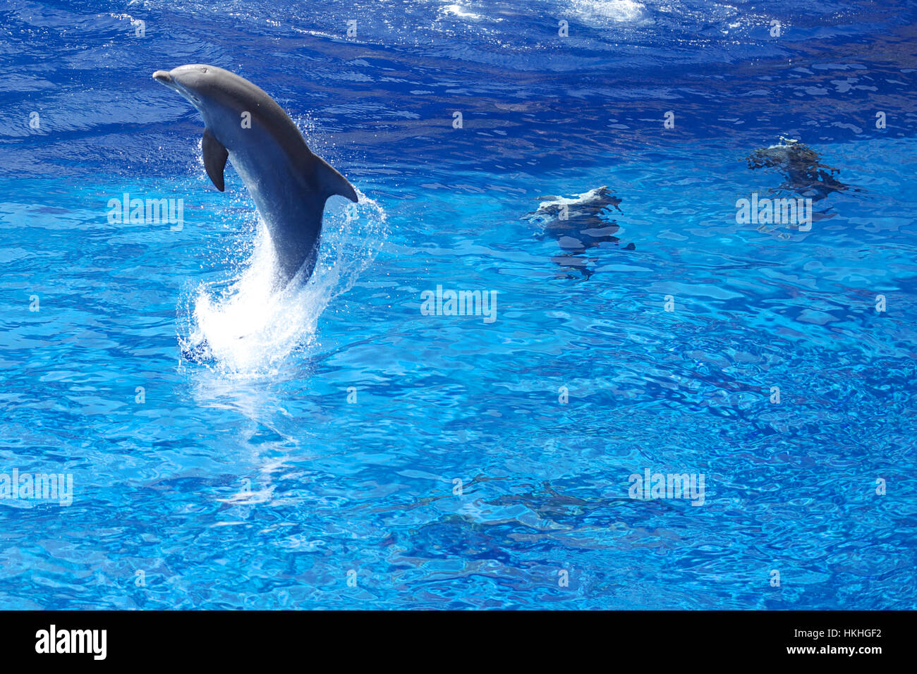Pool zoo aquarium hi-res stock photography and images - Alamy