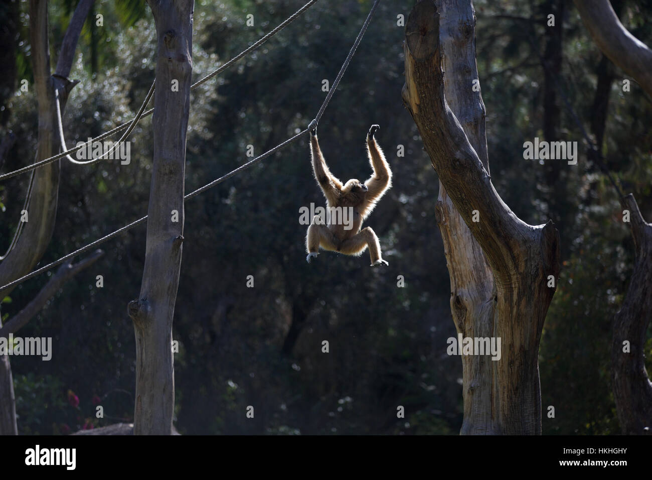 Hanging Ape Stock Photos & Hanging Ape Stock Images - Alamy