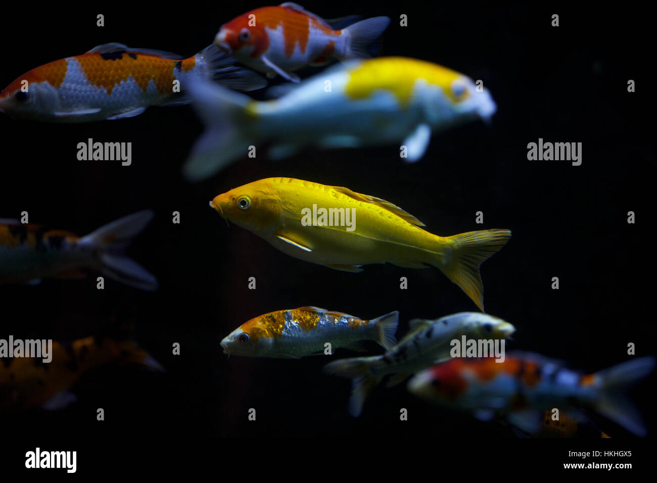 Aquarium fish swimming hi-res stock photography and images - Alamy