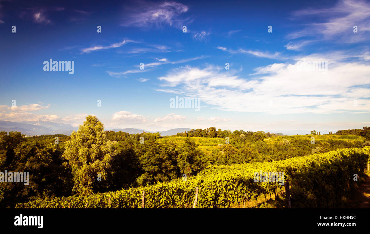 grapevine cultivation in the italian countryside in a stormy summer day ...