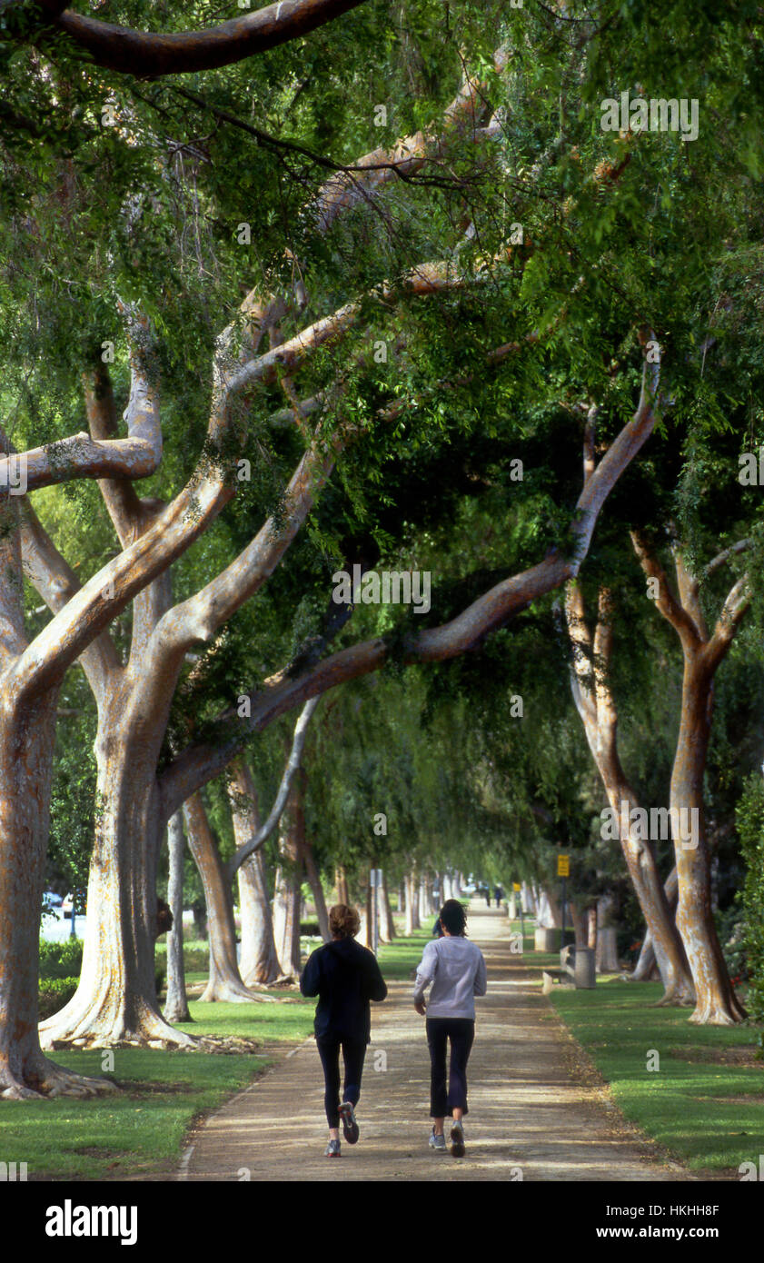 People jogging on tree lined path in park adjacent to Santa Monica Blvd ...