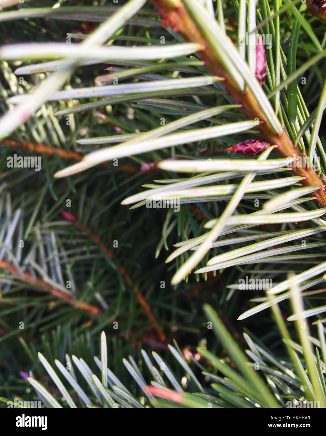 Noble fir tree hi-res stock photography and images - Alamy